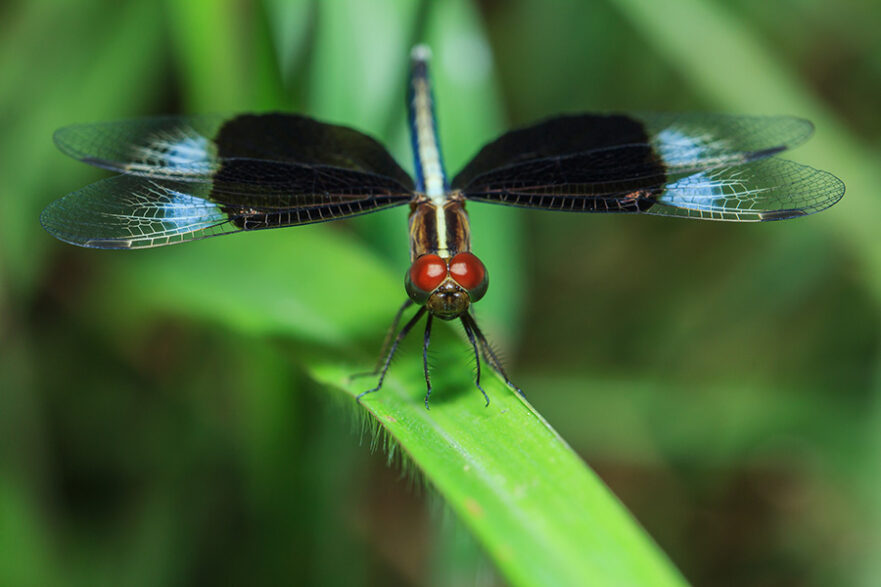 Global decline of insect populations: data gaps and the push for ...